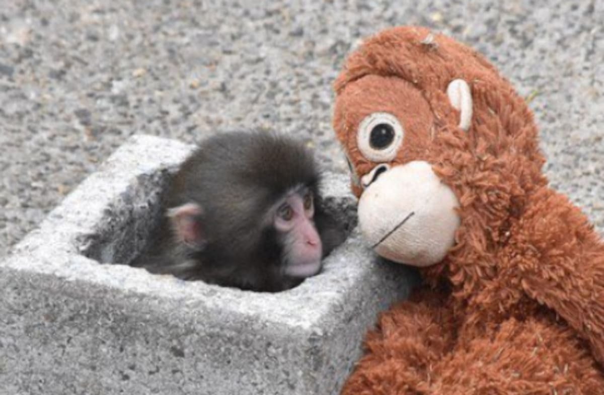 La historia detrás de Punch, el mono viral del peluche que conmueve al ...